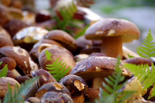 La Petite Auberge – Gîtes en Dordogne près d’Eymet (2 à 15 pers.)