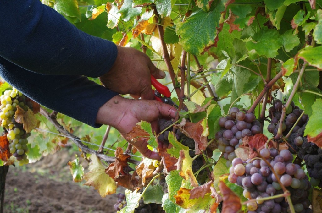 La Petite Auberge – Gîtes en Dordogne près d’Eymet (2 à 15 pers.)